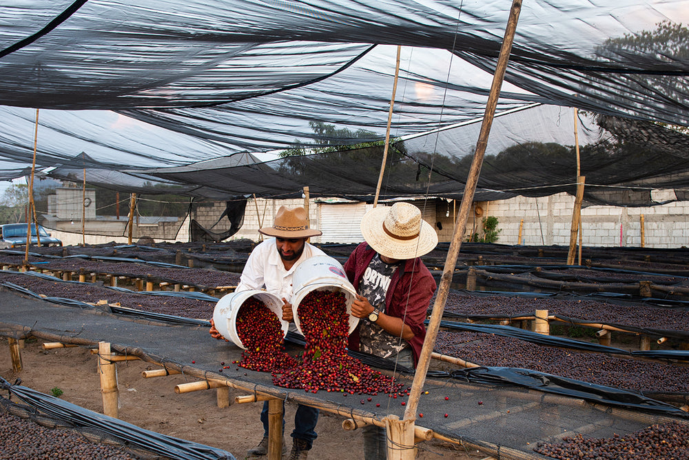 Sow Coffee Project Shop - Coffee Beans and Brewing Equipment