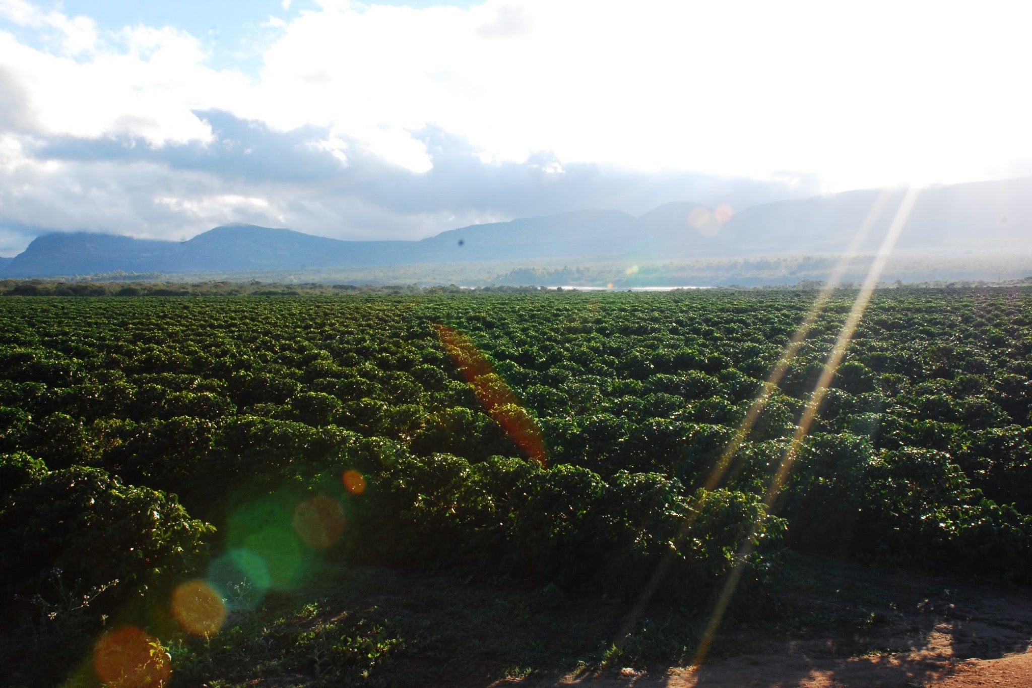 Specialty Coffee Roaster | Sow Coffee Project | Melbourne